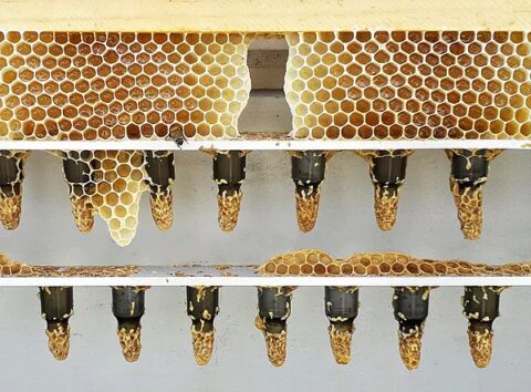 Queen Cells - Lion Apiaries